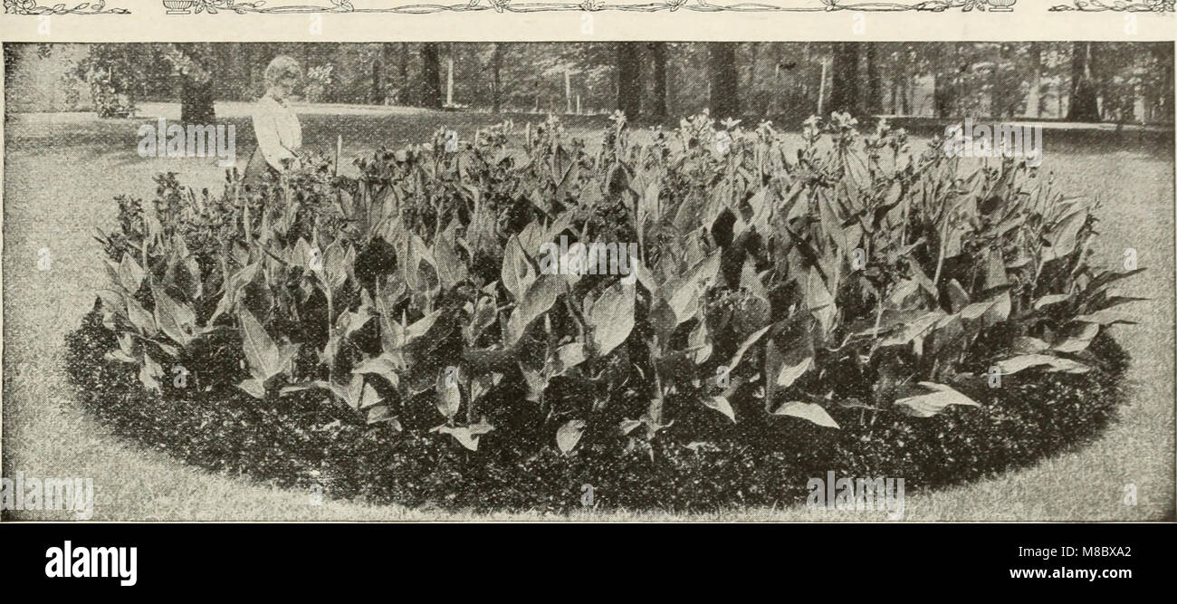 Dingee guide to rose culture - for more than 60 years an authority 1918 ...