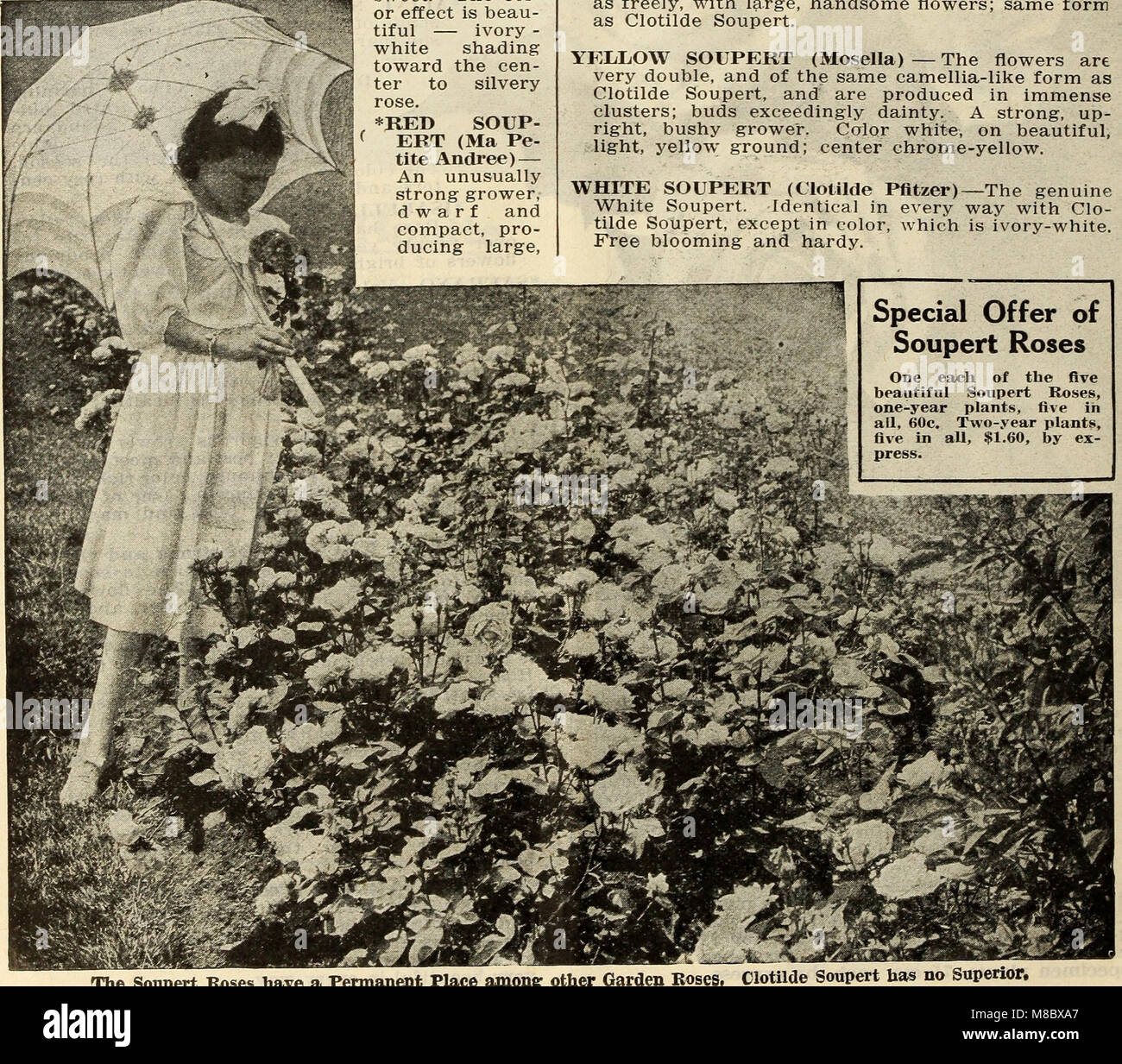 The 1918 Dingee Guide to Rose Culture offers expert advice on growing ...