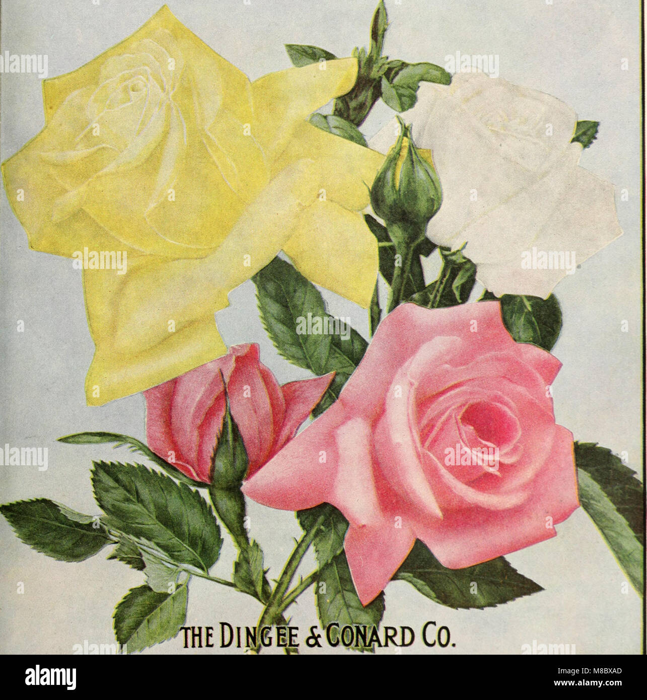 Dingee guide to rose culture - for more than 60 years an authority 1918 ...