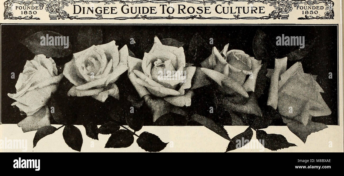 The *Dingee Guide to Rose Culture* (1918) offers expert advice on the ...