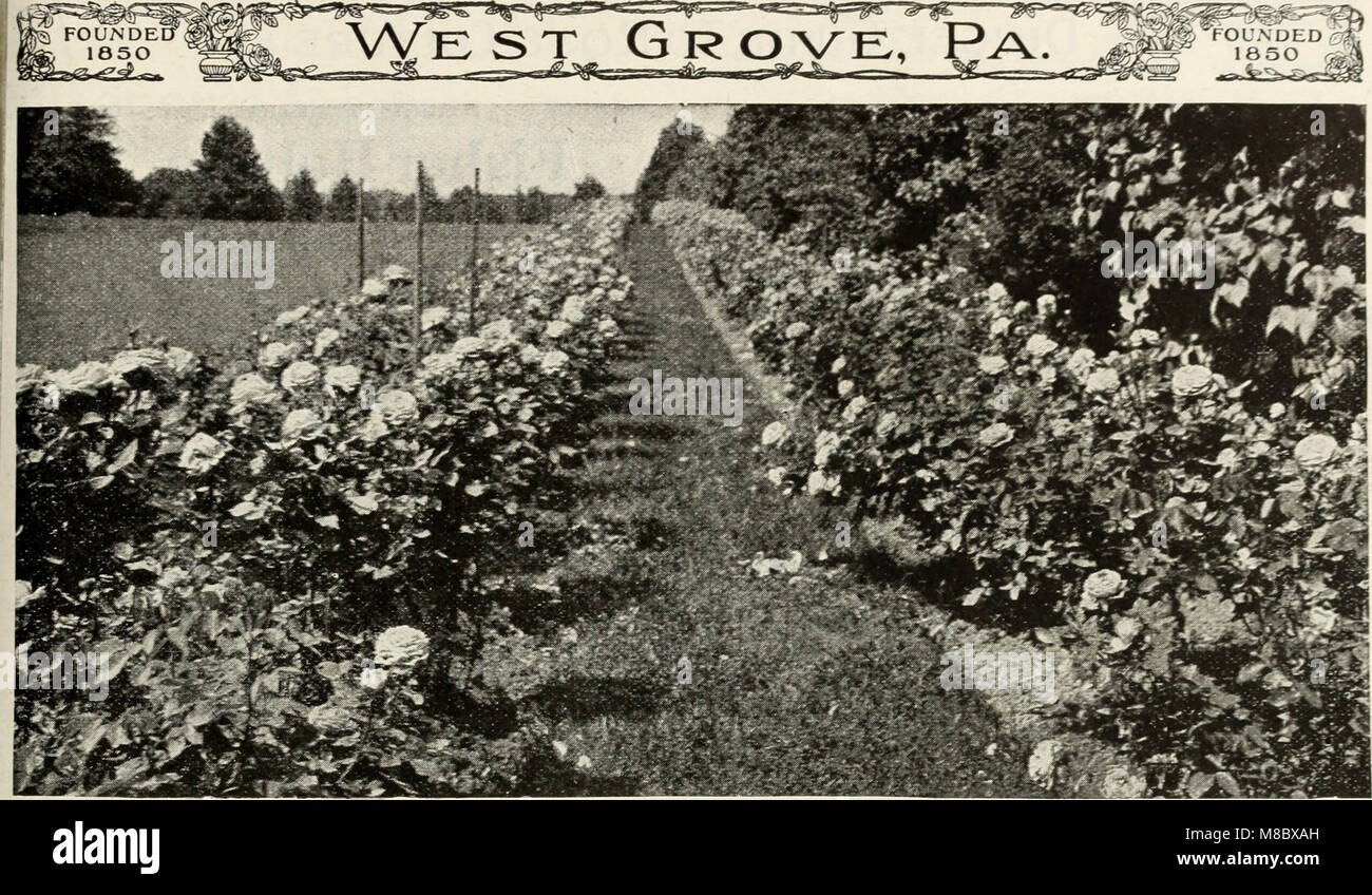 The 1918 Dingee guide to rose culture offers expert advice on the ...