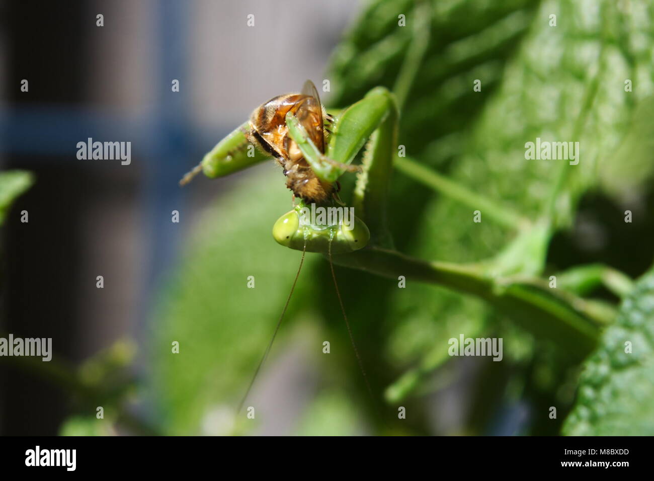 Praying mantis eating a bee hi-res stock photography and images - Alamy