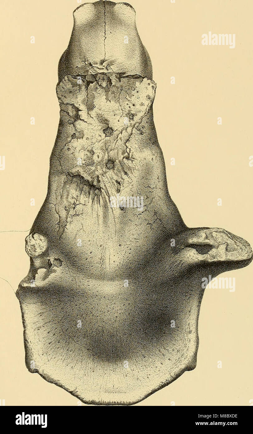 Dinocerata - a monograph of an extinct order of gigantic mammals (1886 ...