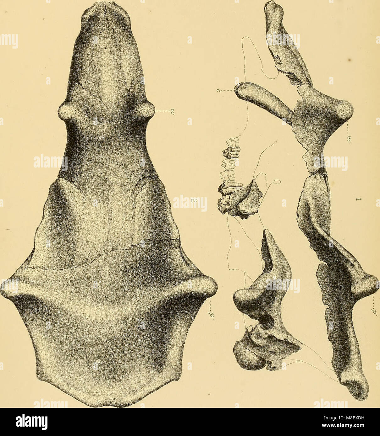Dinocerata - a monograph of an extinct order of gigantic mammals (1886 ...