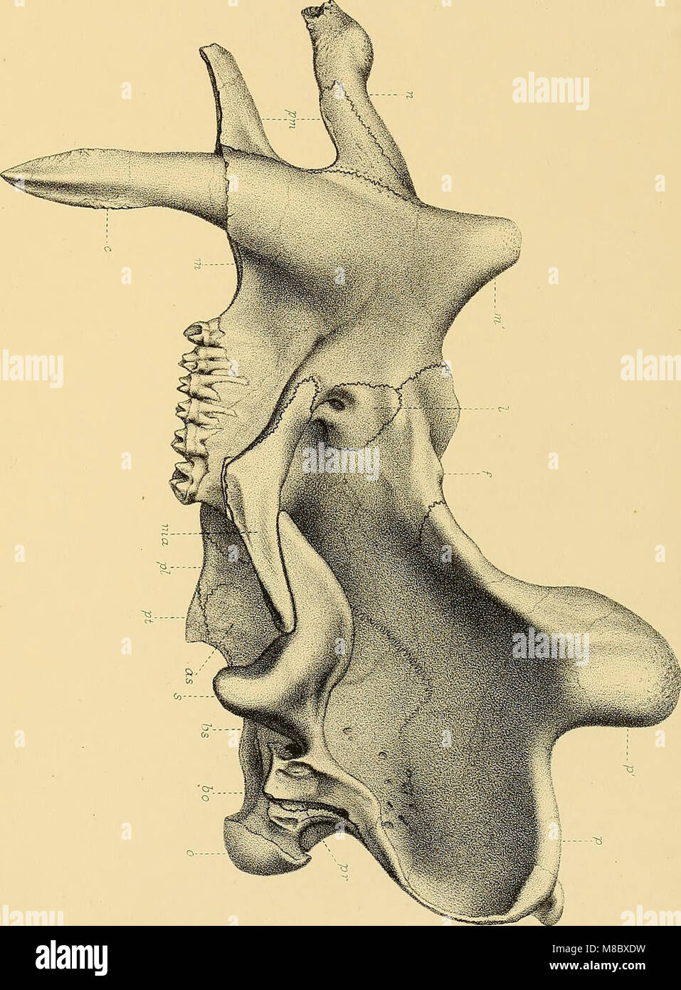 Dinocerata - a monograph of an extinct order of gigantic mammals (1886 ...