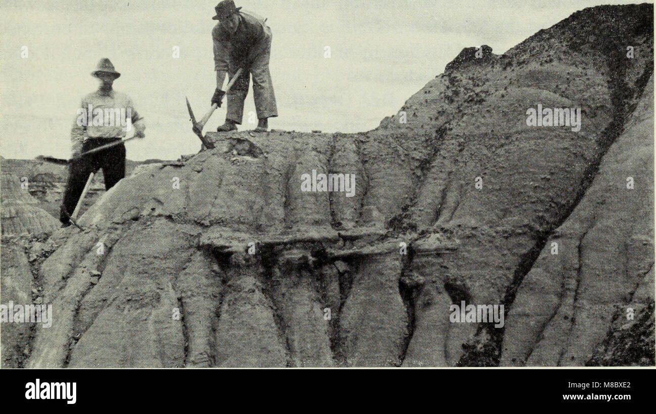 This 1966 work on dinosaur hunting in Western Canada details ...