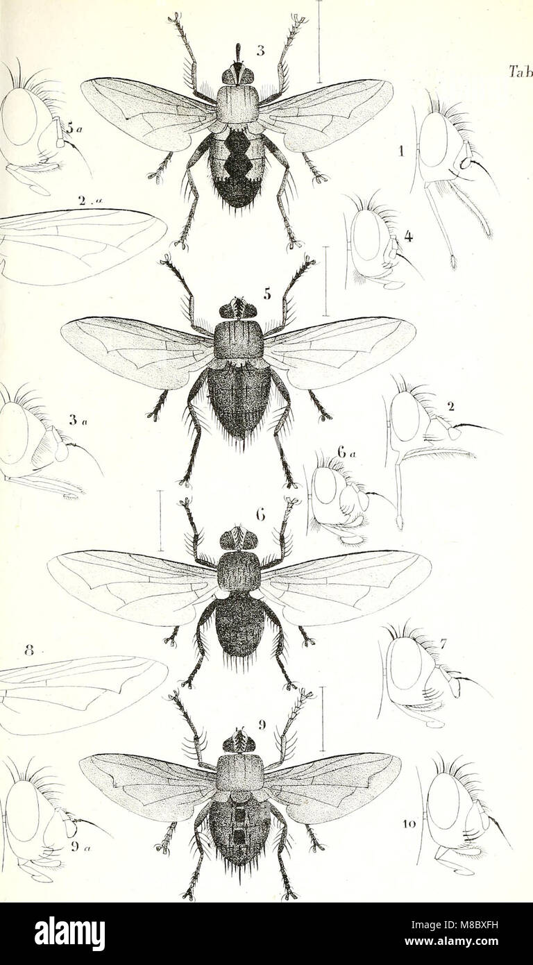 This 1838 work, DiptÃ¨res exotiques, presents new and lesser-known ...