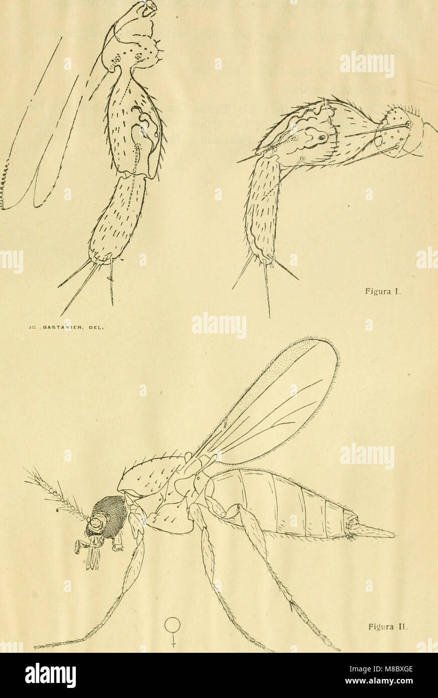 Various species of diptera hi-res stock photography and images - Alamy