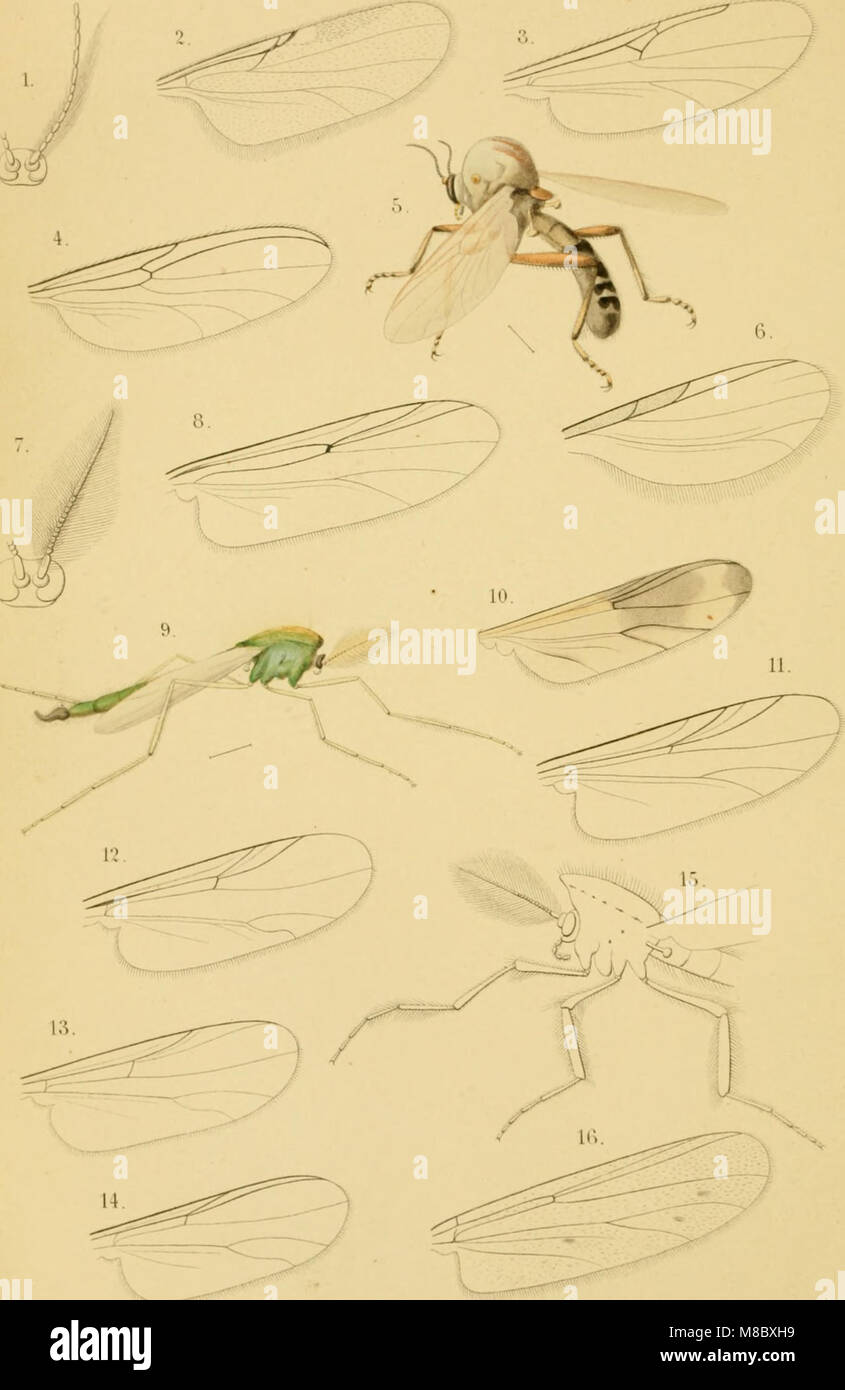 Diptera neerlandica, de tweevleugelige insecten van Nederland (1877 ...