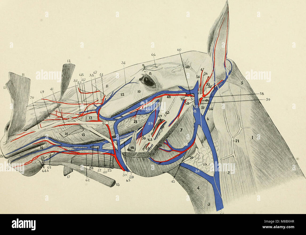 Equine dissection hi-res stock photography and images - Alamy