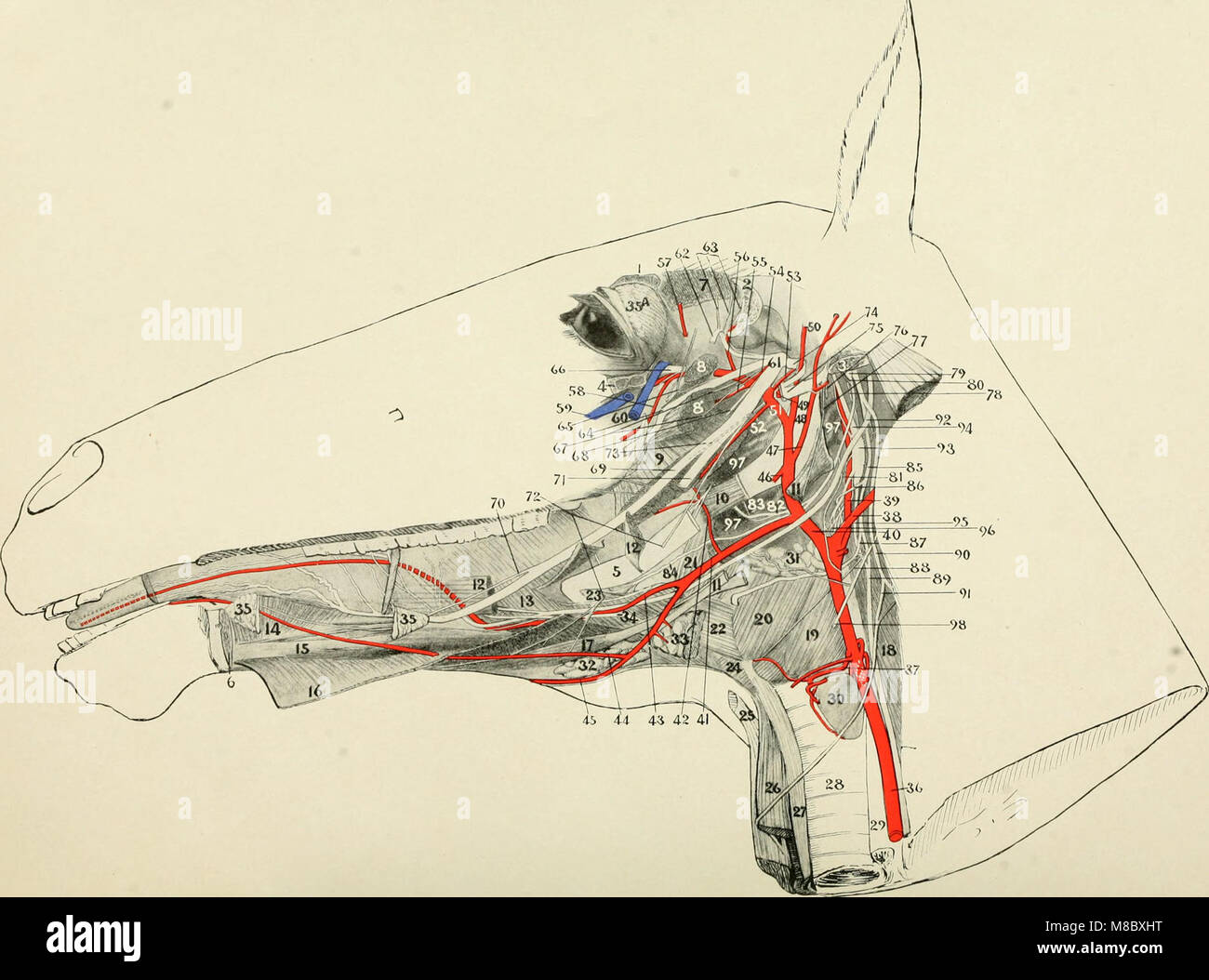 'Directions for the Dissection and Study of the Cranial Nerves and ...