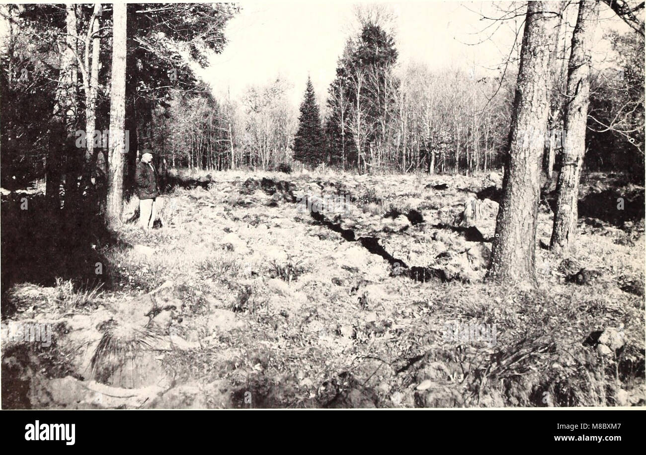 Direct seeding of conifers in the lake states - a review of past trials ...