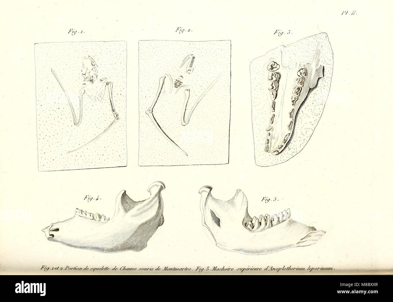 Discours sur les RÃ©volutions de la Surface du Globe (1826) discusses ...