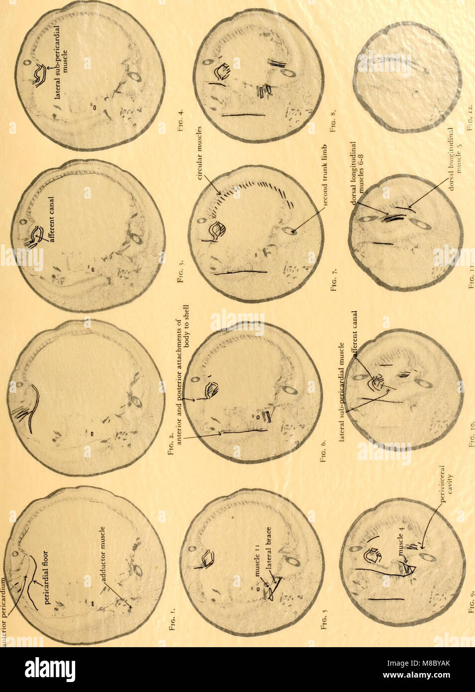 The 1940 Discovery Reports present findings from various scientific ...
