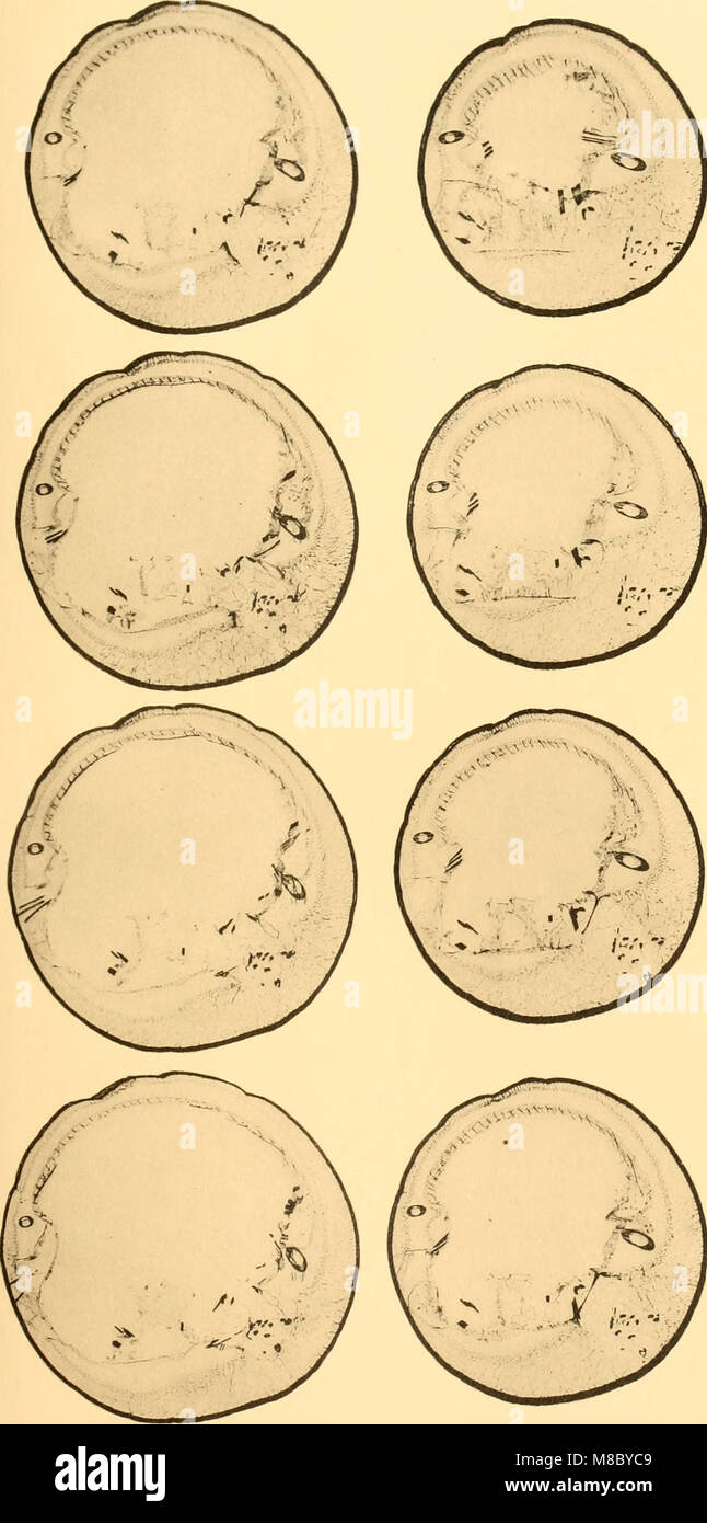 The 'Discovery Reports' from 1940 present findings from scientific ...