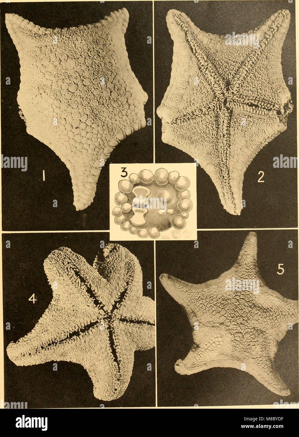 'Discovery Reports' (1941) highlights groundbreaking scientific ...