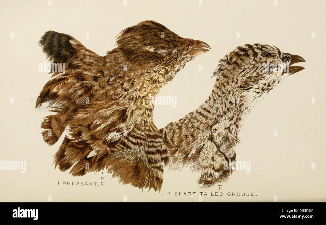 This publication on diseases and enemies of poultry (1897) addresses ...