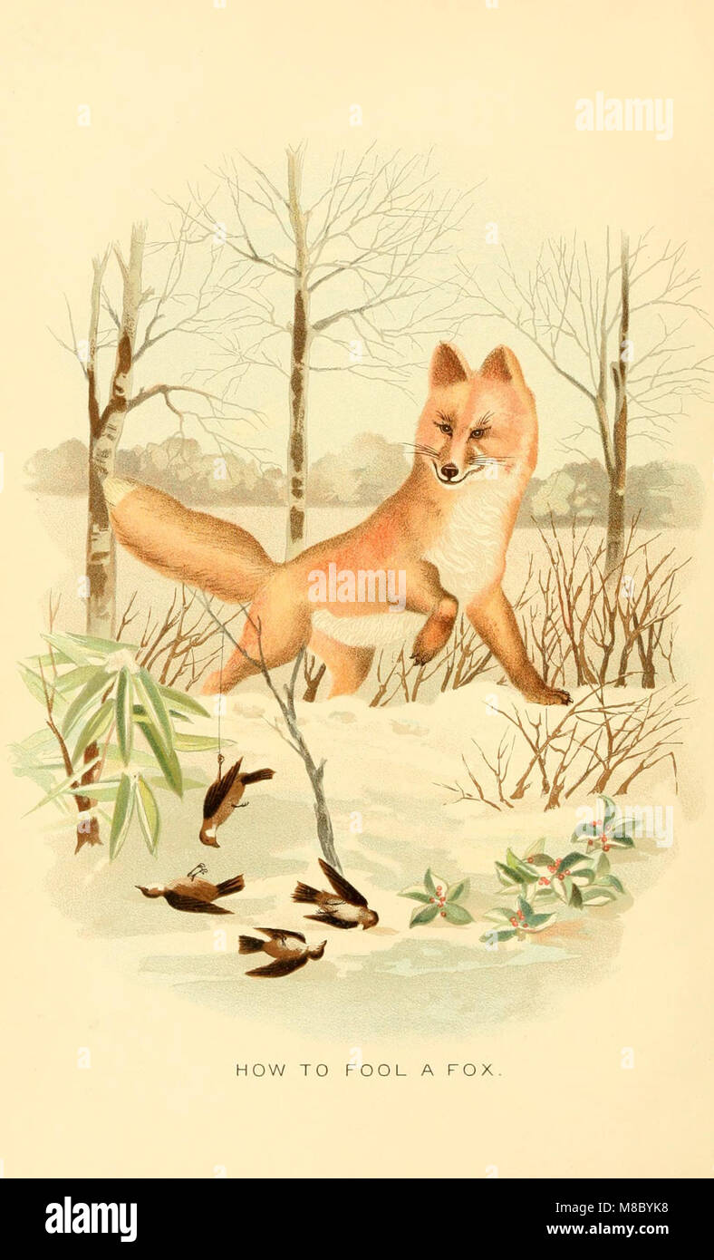 Diseases and enemies of poultry 1897 hi-res stock photography and ...