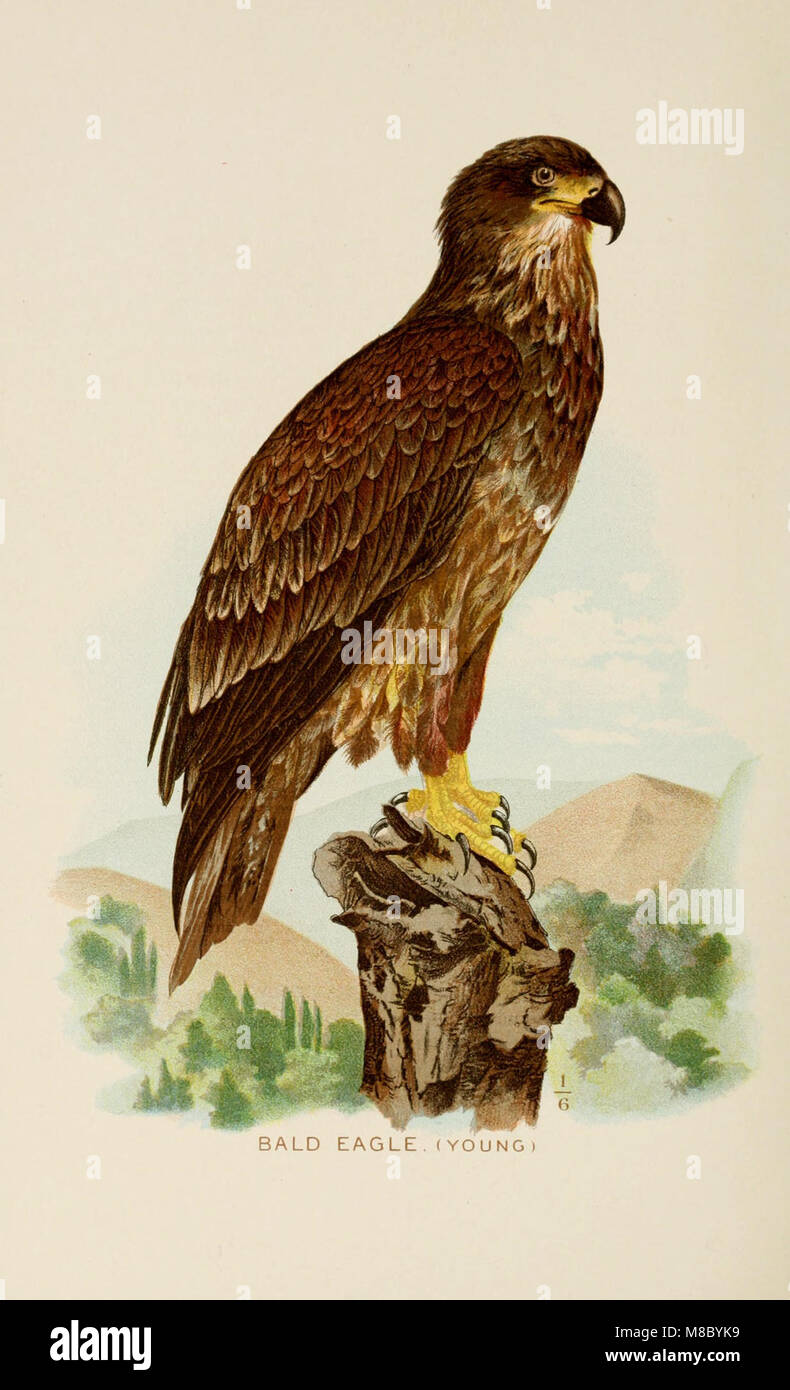 Diseases and enemies of poultry 1897 hi-res stock photography and ...