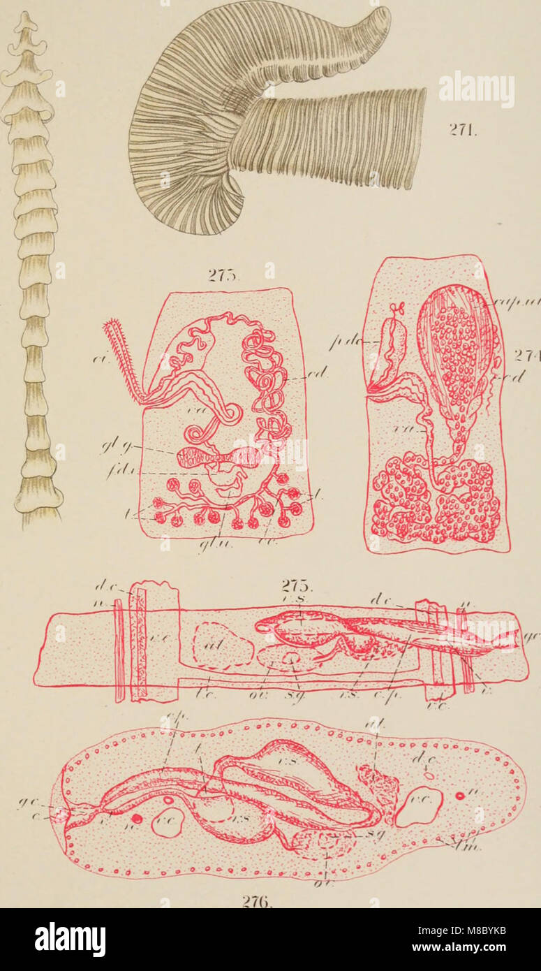 Diseases and enemies of poultry 1897 hi-res stock photography and ...