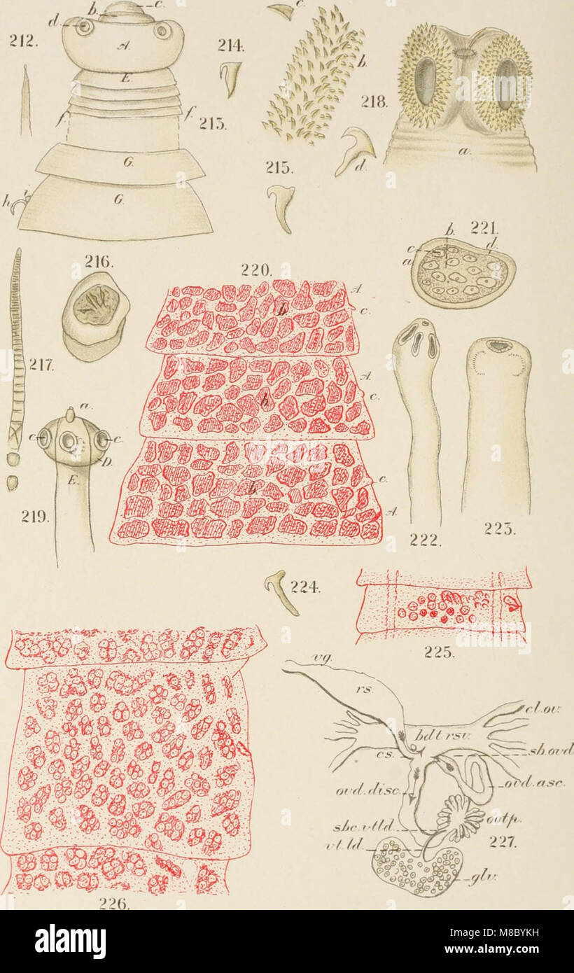 Diseases and enemies of poultry 1897 hi-res stock photography and ...