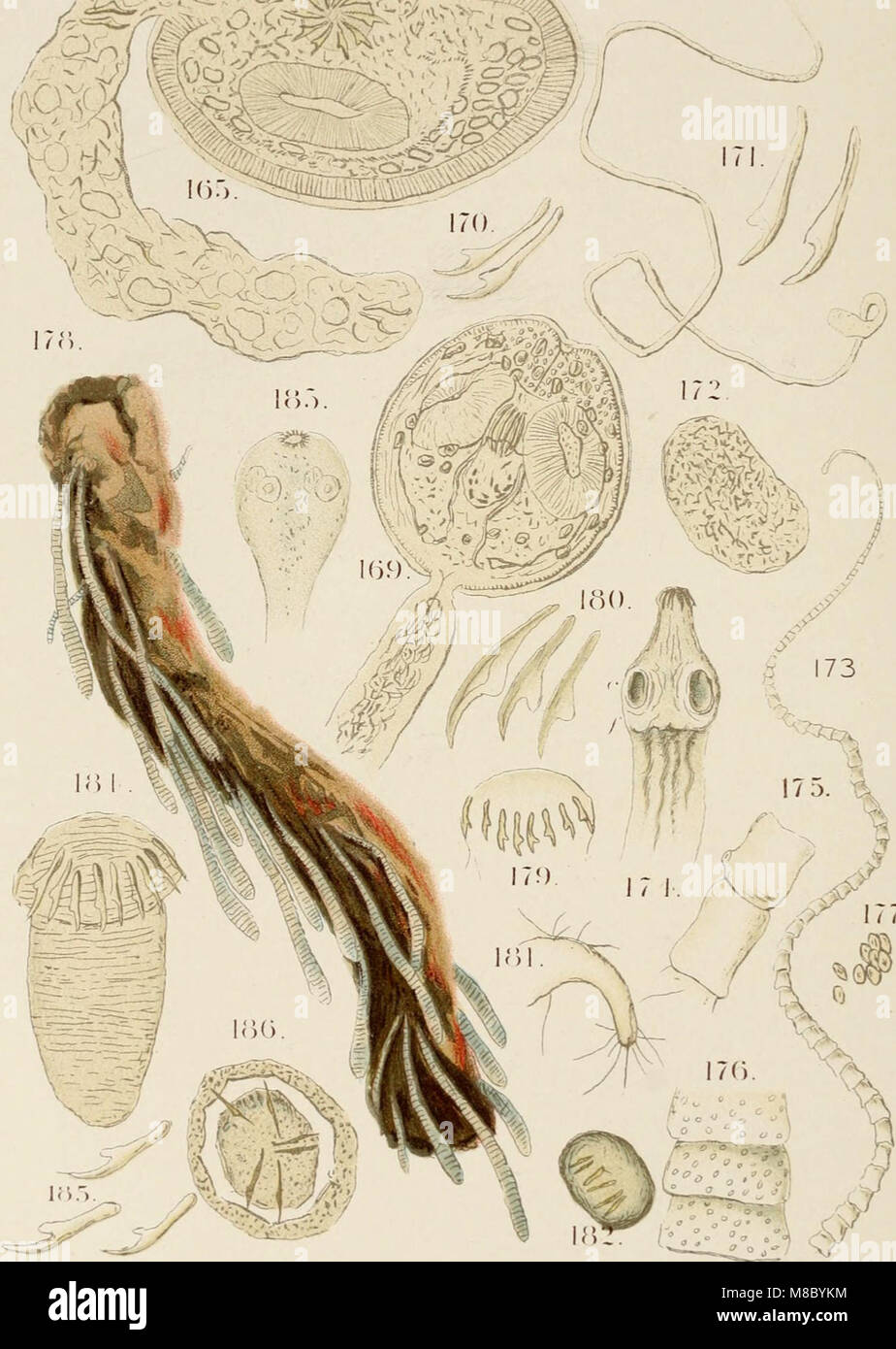 'Diseases and Enemies of Poultry' (1897) provides an in-depth ...