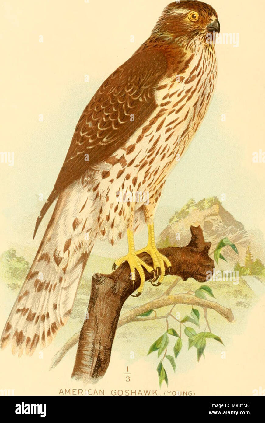 Diseases and enemies of poultry 1897 hi-res stock photography and ...