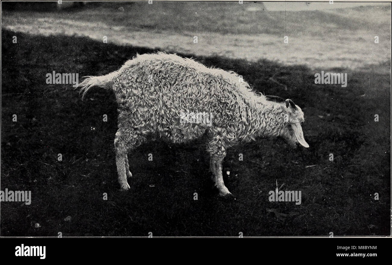 This 1905 publication details the diseases affecting livestock ...