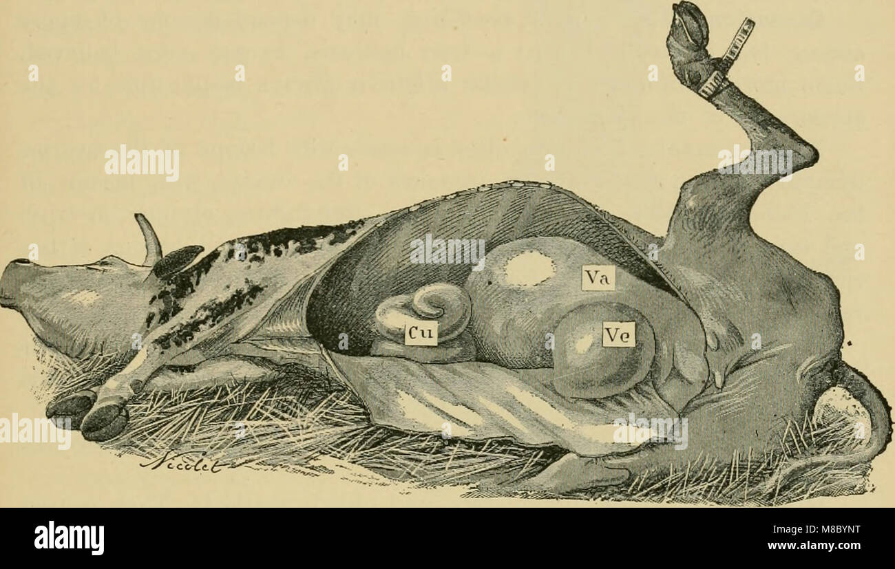 Diseases of cattle, sheep, goats and swine (1920) (20778725570 Stock ...