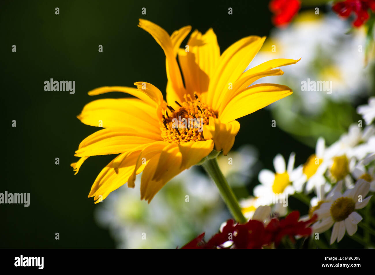a colorful bouquet of bright spring flowers of various types, close-up ...