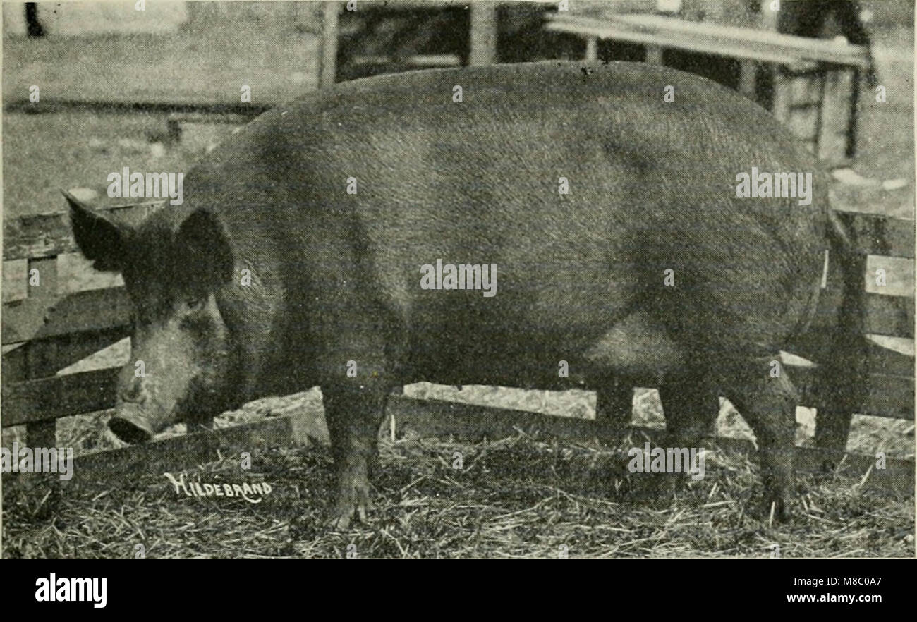 Diseases swine particluar reference hog cholera hi-res stock ...