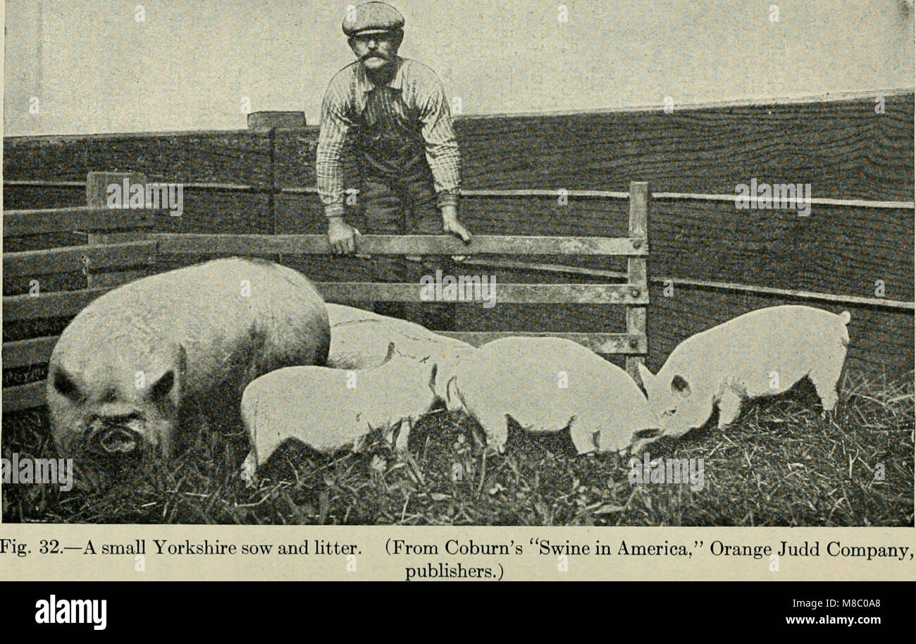 Diseases swine particluar reference hog cholera hi-res stock ...