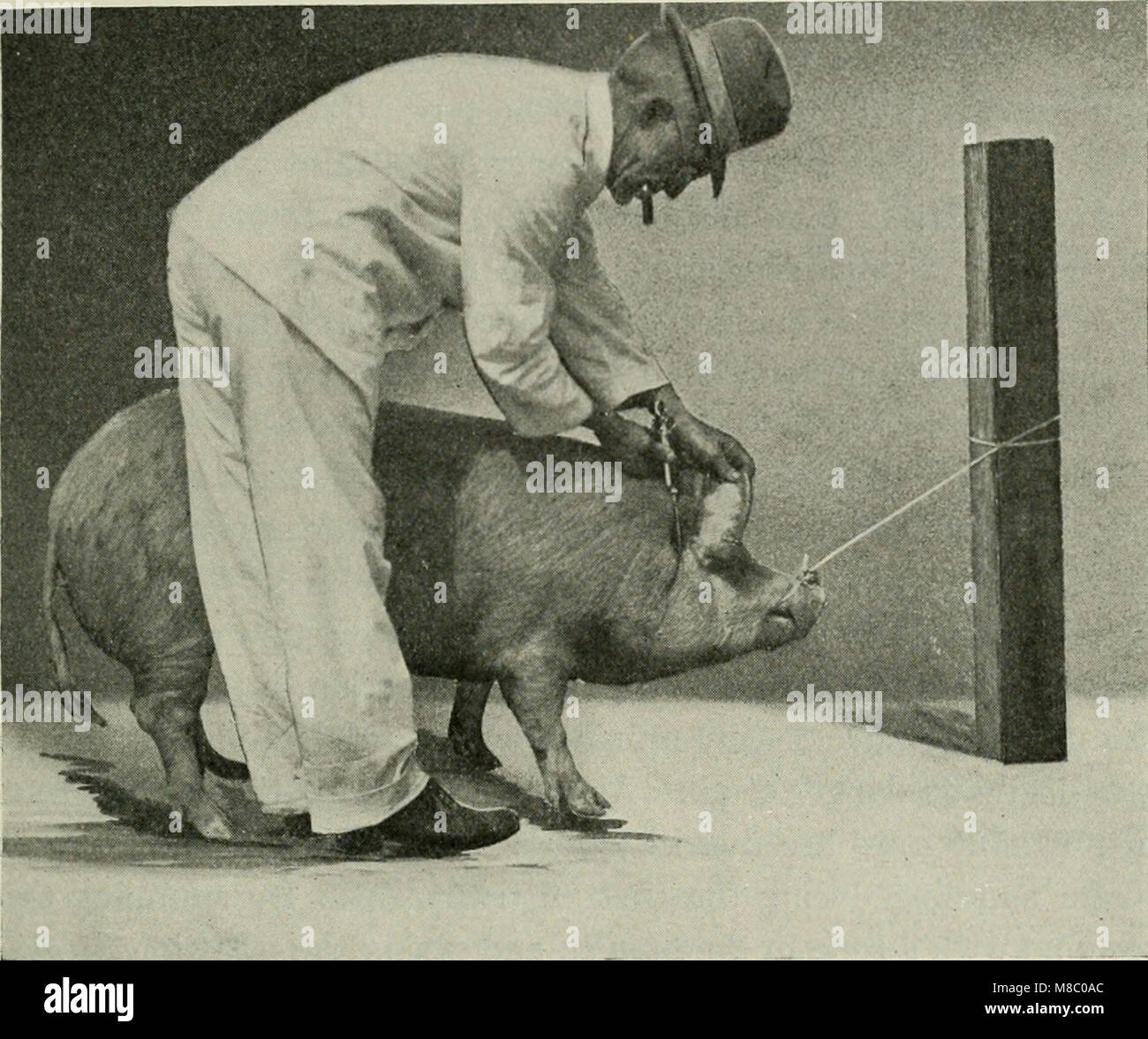 Diseases swine particluar reference hog cholera hi-res stock ...