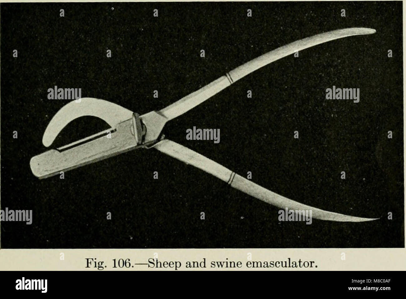Diseases swine particluar reference hog cholera hi-res stock ...