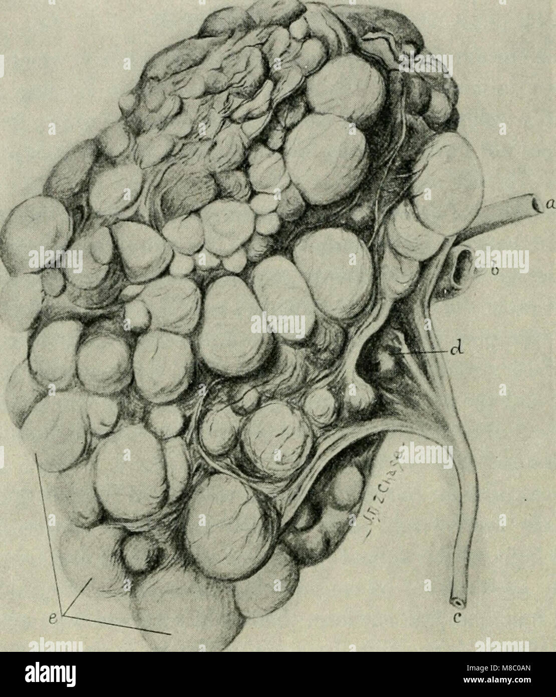Diseases swine particluar reference hog cholera hi-res stock ...