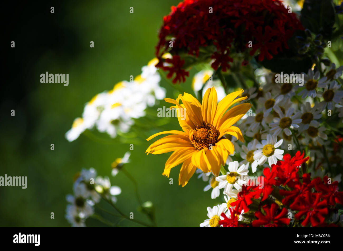 a colorful bouquet of bright spring flowers of various types, close-up ...
