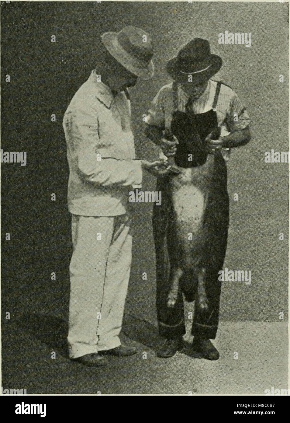 Diseases swine particluar reference hog cholera hi-res stock ...