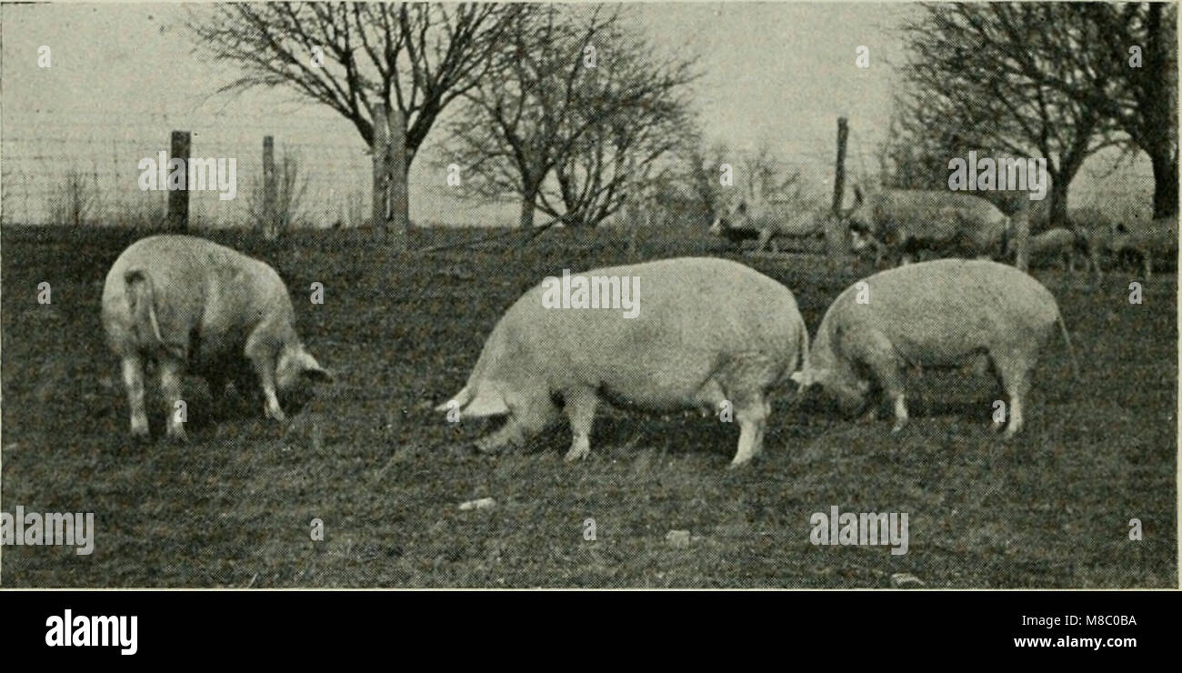 Diseases swine particluar reference hog cholera hi-res stock ...