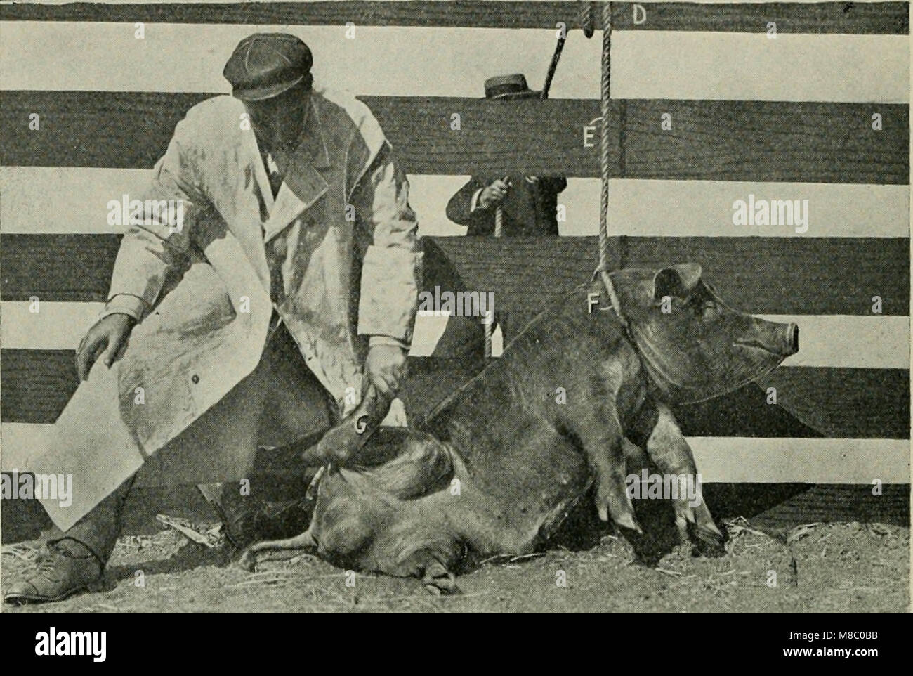 'Diseases of Swine' (1914) focuses on the health concerns of pigs, with ...