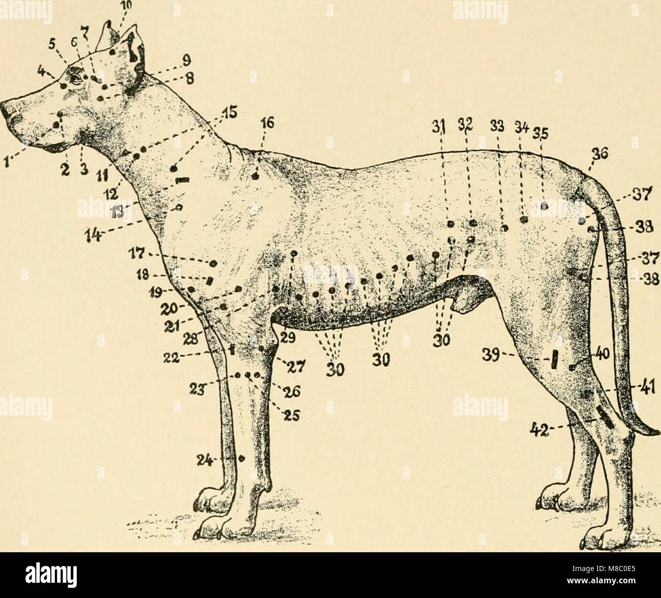 'Diseases of the Dog and Their Treatment' (1911) is a medical guide for ...
