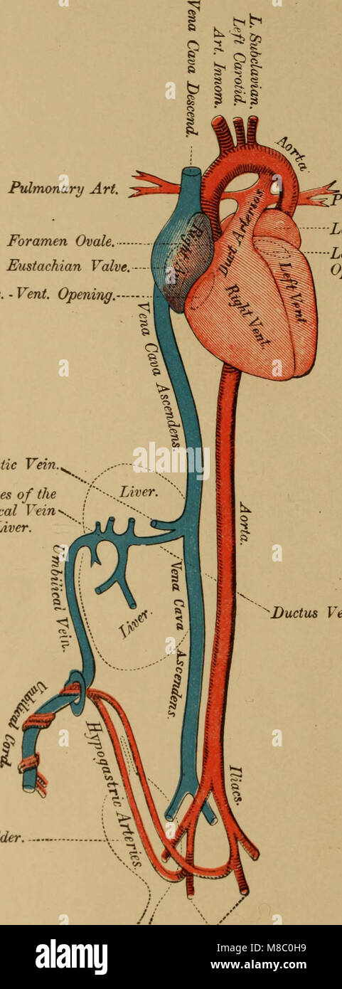 This 1888 medical text focuses on the diagnosis, treatment, and ...