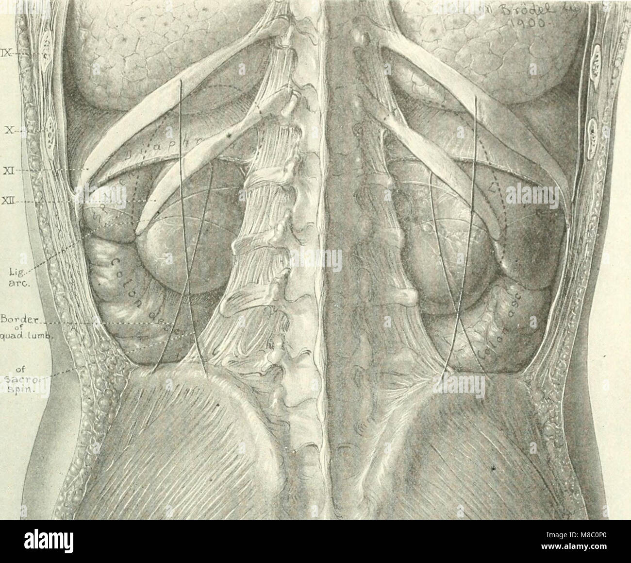 Diseases of the kidneys, ureters and bladder, with special reference to ...