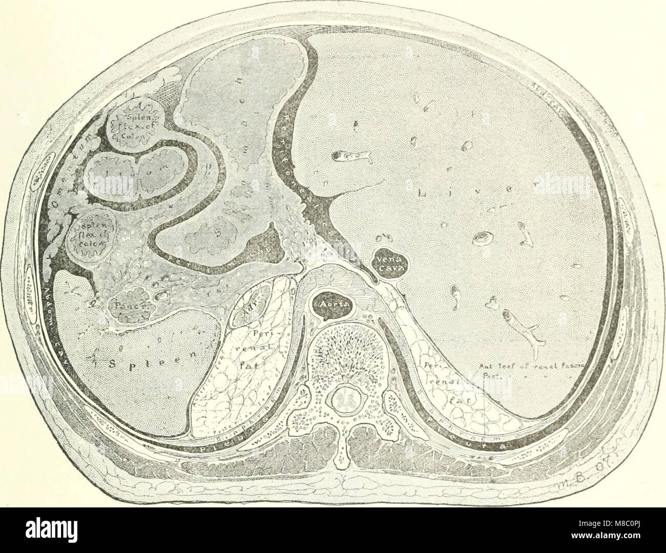 Diseases of the kidneys, ureters and bladder, with special reference to ...