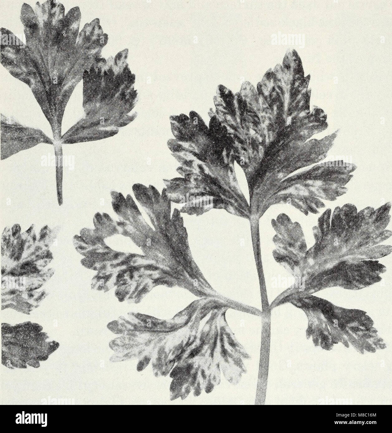 Ralph E. Smith's 1940 study on diseases affecting truck crops provides ...