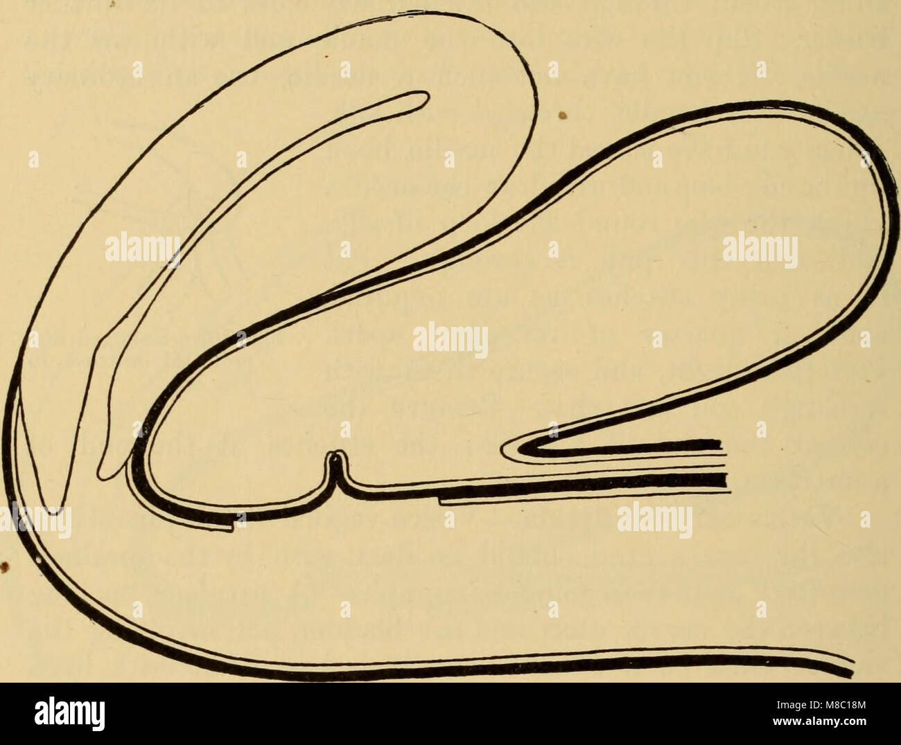 This clinical guide from 1899 provides information on the diagnosis and ...