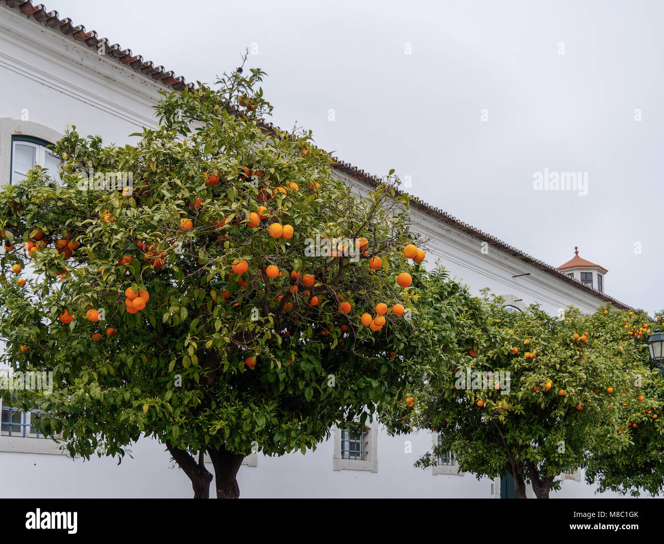 Portuguese fruit trees hi-res stock photography and images - Alamy