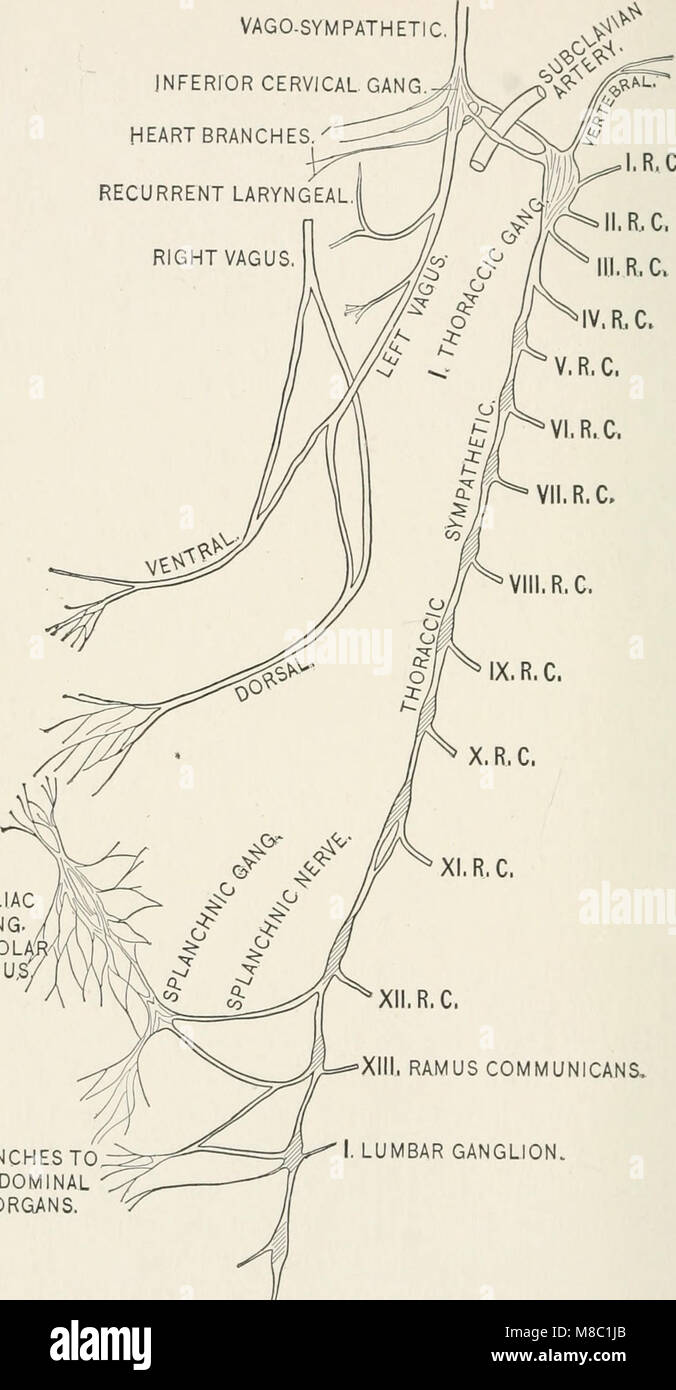 Dissection of the dog - as a basis for the study of physiology (1889 ...