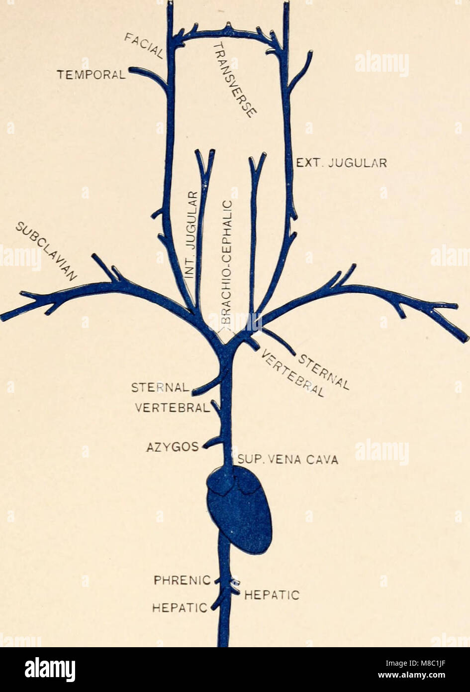 The 'Dissection of the Dog as a Basis for the Study of Physiology ...