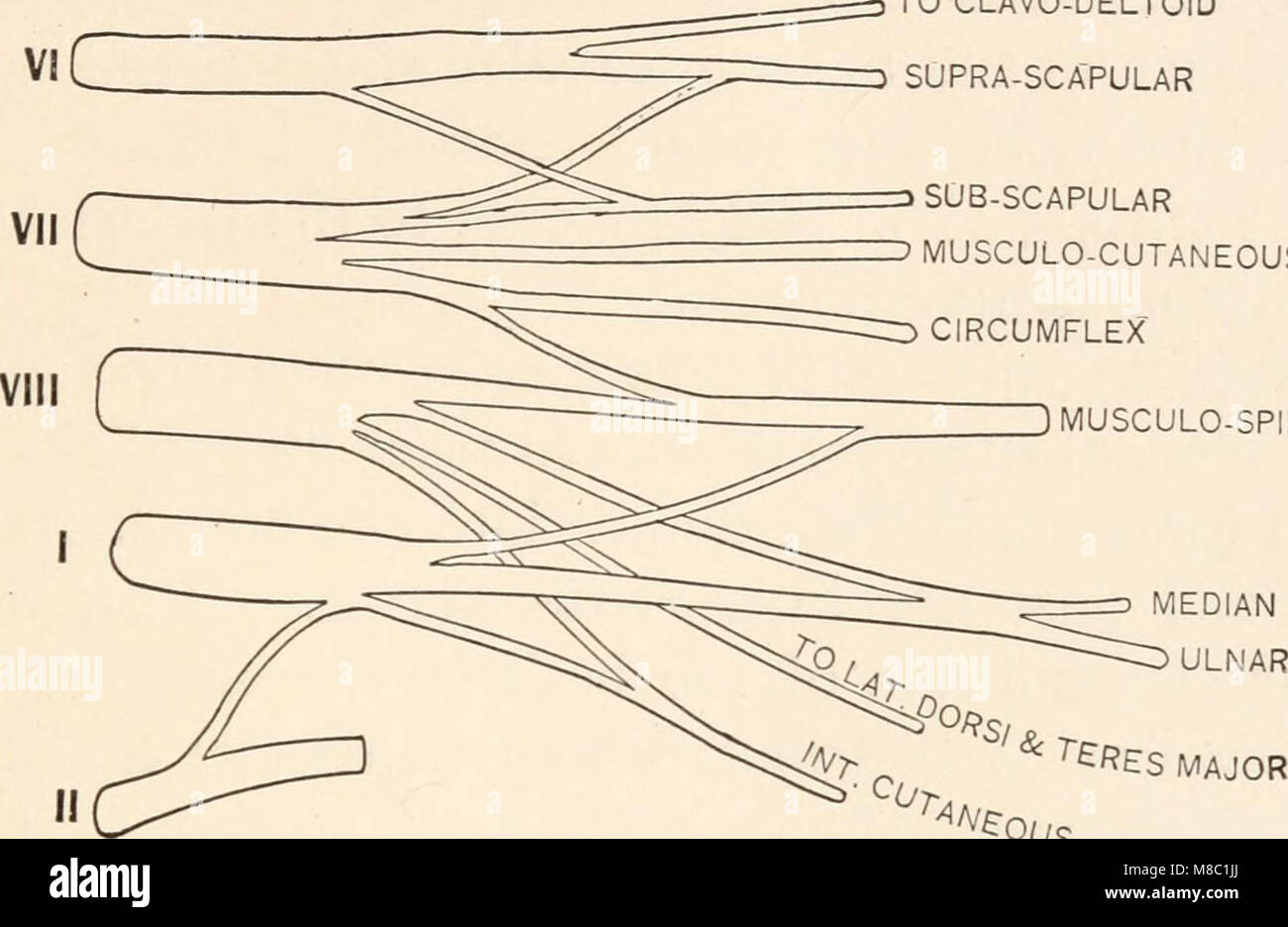 This 1888 study presents the dissection of the dog as a method for ...