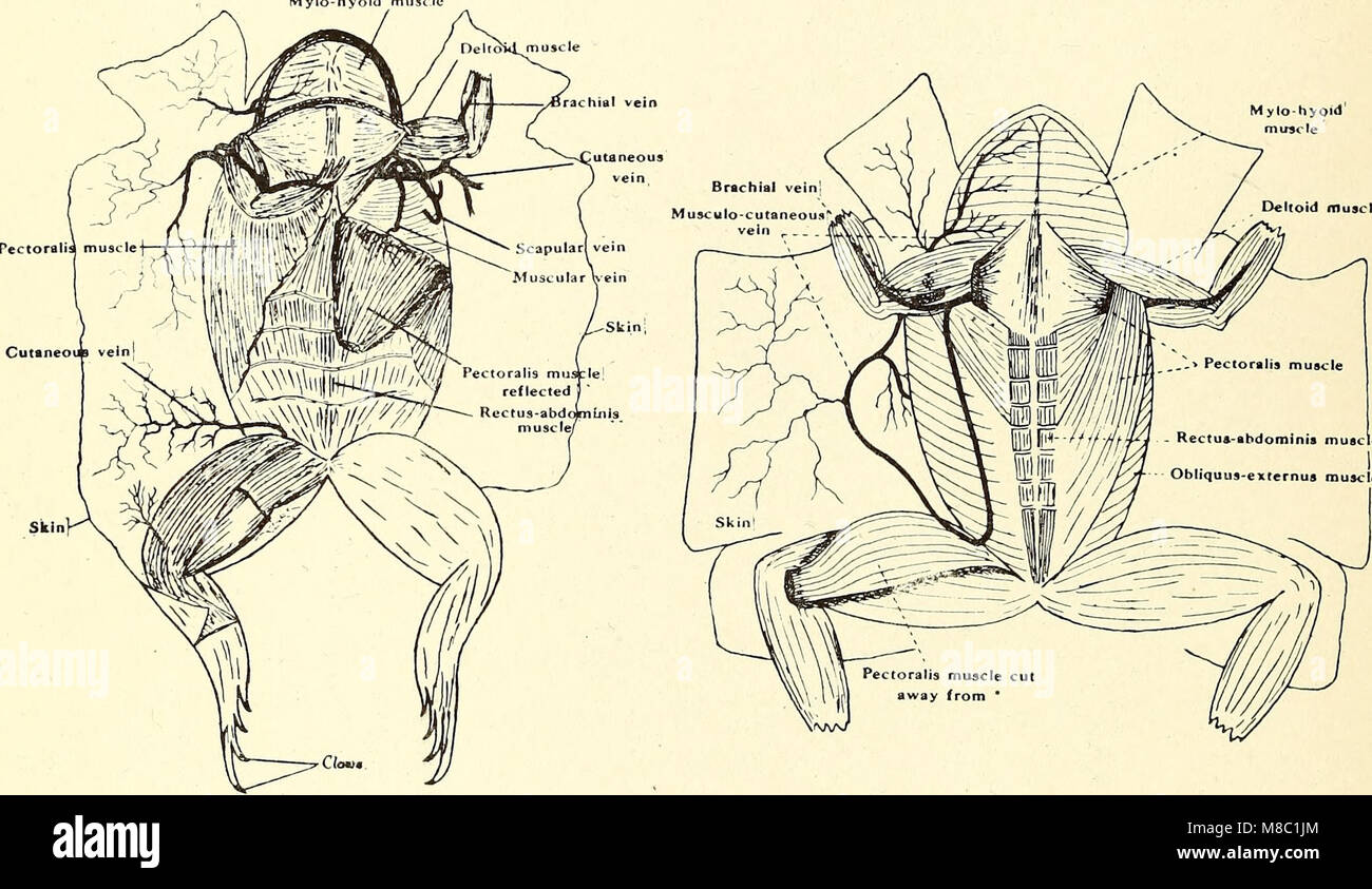 Educational exploration of amphibian anatomy hi-res stock photography ...